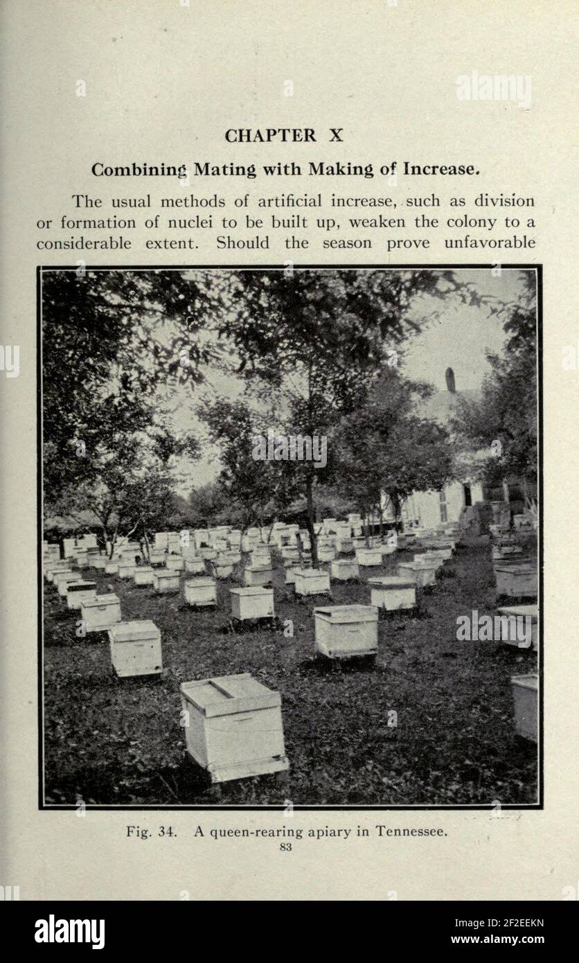 Practical queen rearing (Page 83 Stock Photo - Alamy