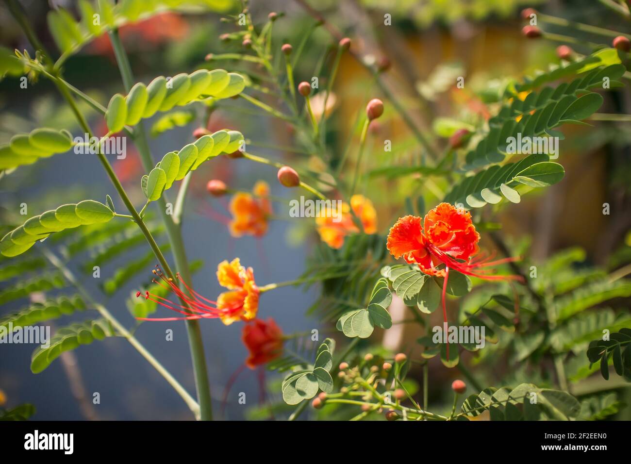 Close up Red Flamboyant flower,The Flame Tree , Royal Poinciana Stock ...