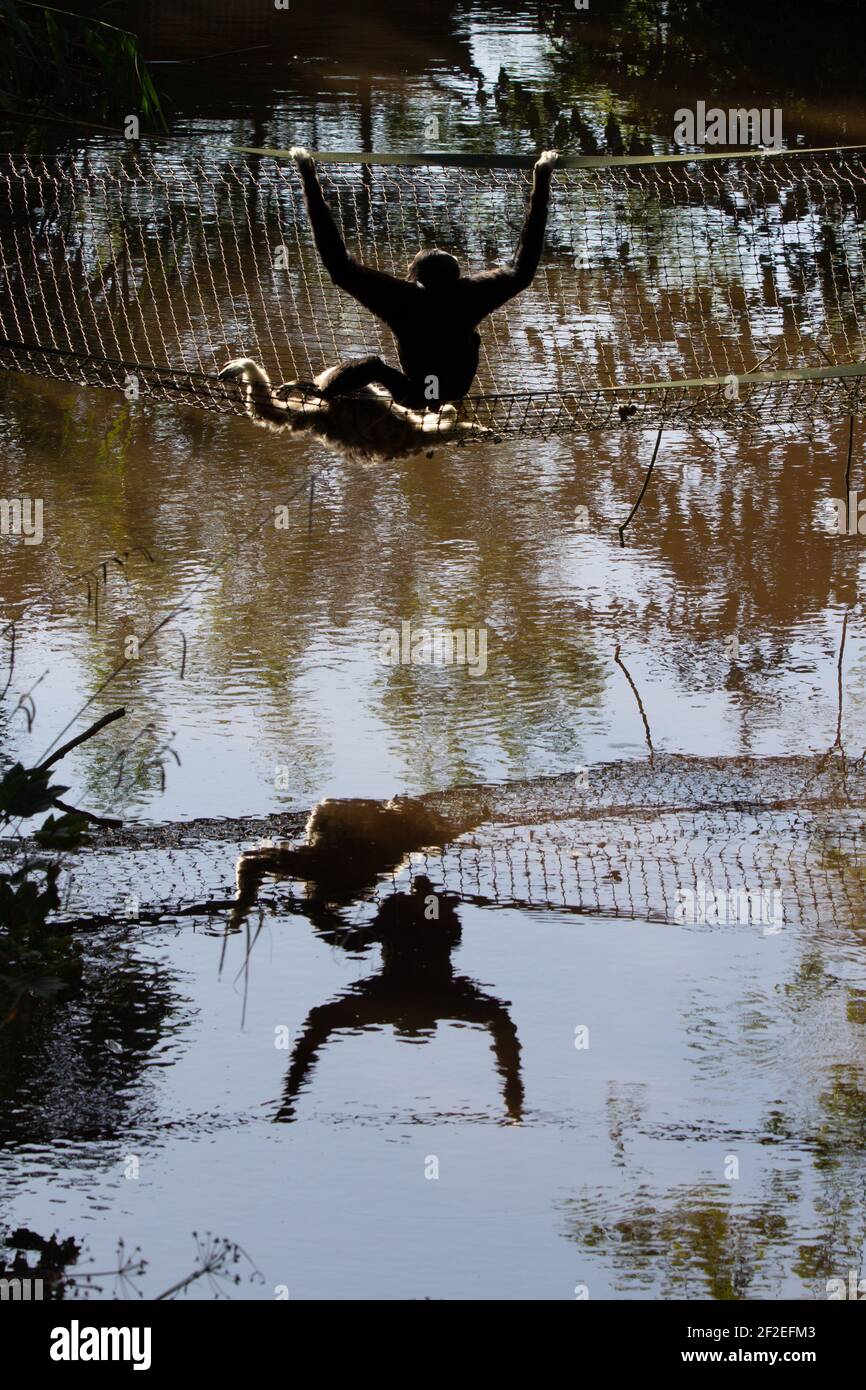 Young pileated gibbon hi-res stock photography and images - Alamy