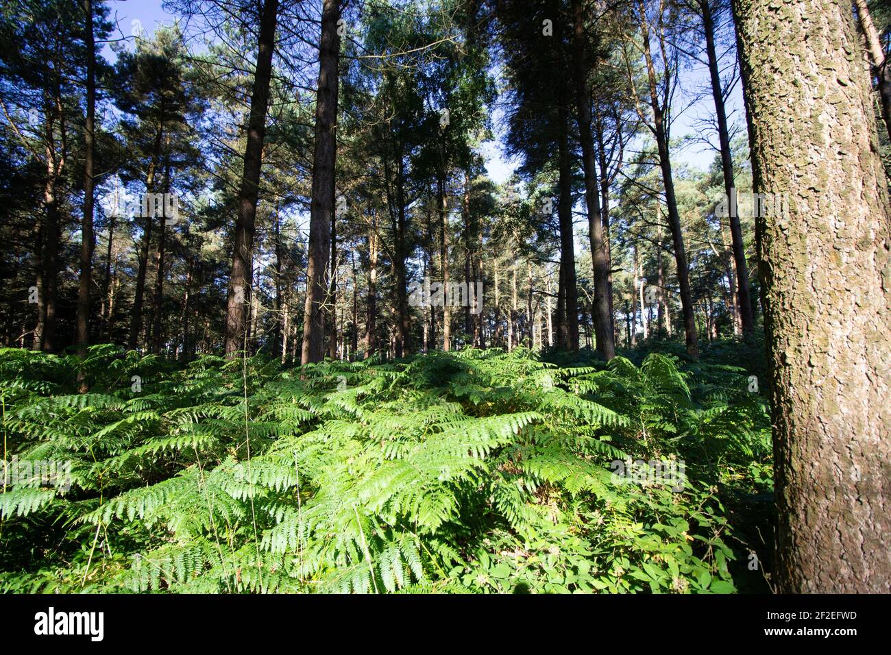 pine trees with ferns on the forest floor with sunlight through the ...