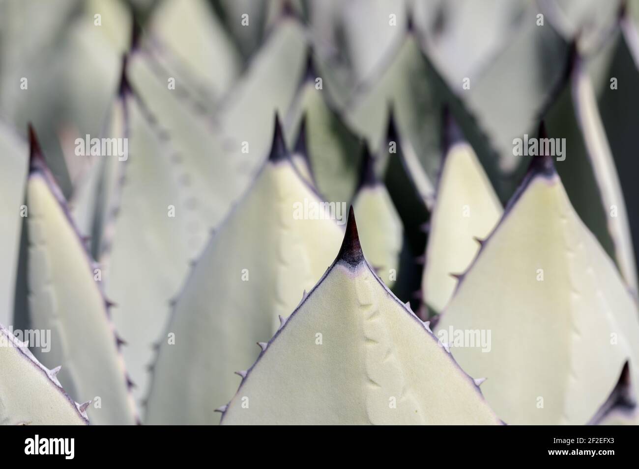 Black tipped spine hi-res stock photography and images - Alamy