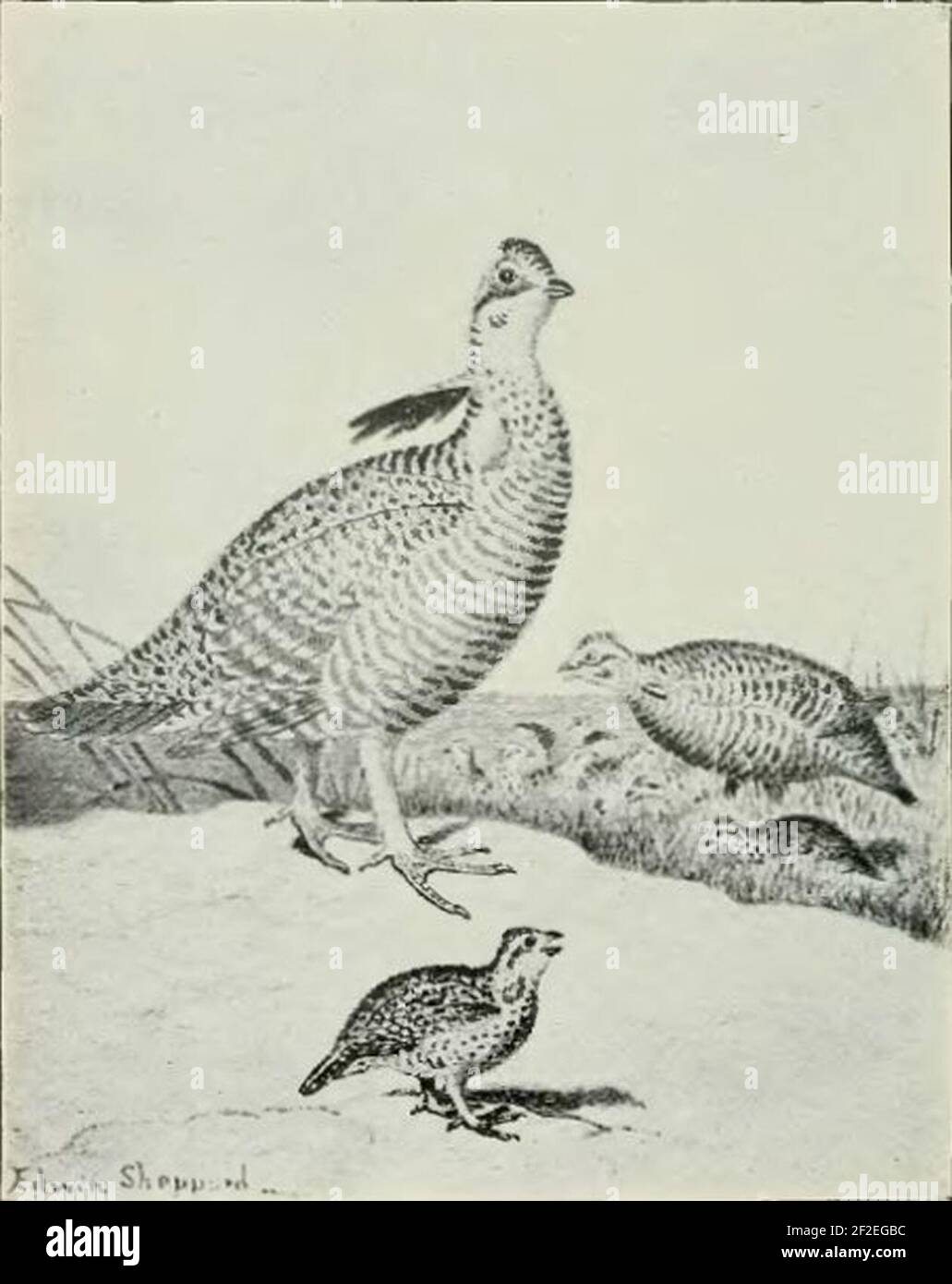 Prairie Chickens - History of Iowa Stock Photo - Alamy