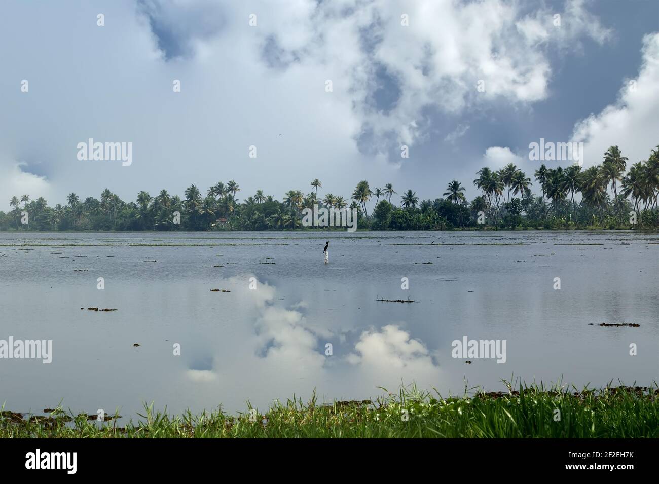 backwaters or swamps in the jungles of Kerala, India Stock Photo - Alamy