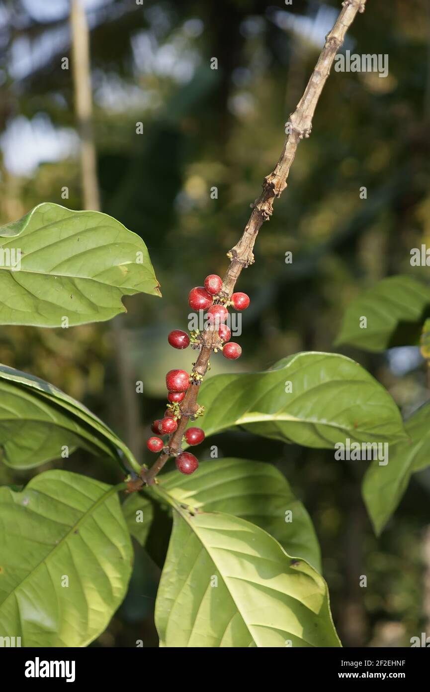 Black pepper with immature fruit, perennial climbing plant Stock Photo ...