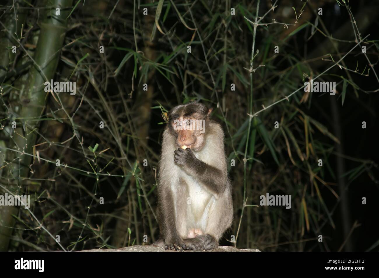 monkey (macaque) isolation on a black background Stock Photo - Alamy