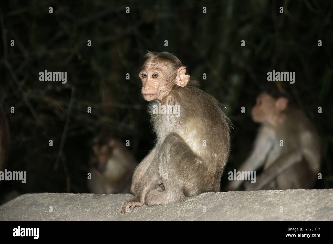 monkey (macaque) in a natural environment, South India, Kerala Stock ...