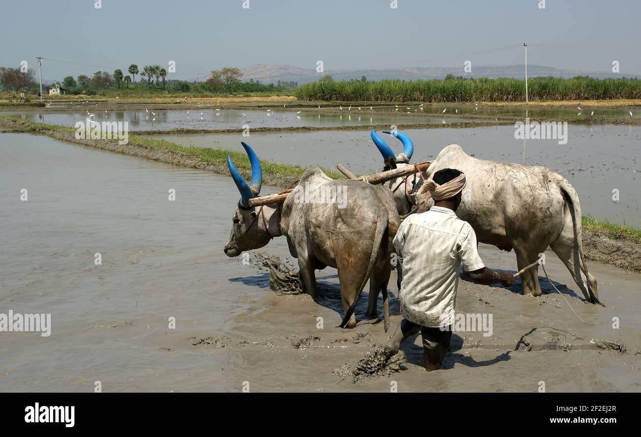 buffaloes in the rice fields, Kerala, South India Stock Photo - Alamy