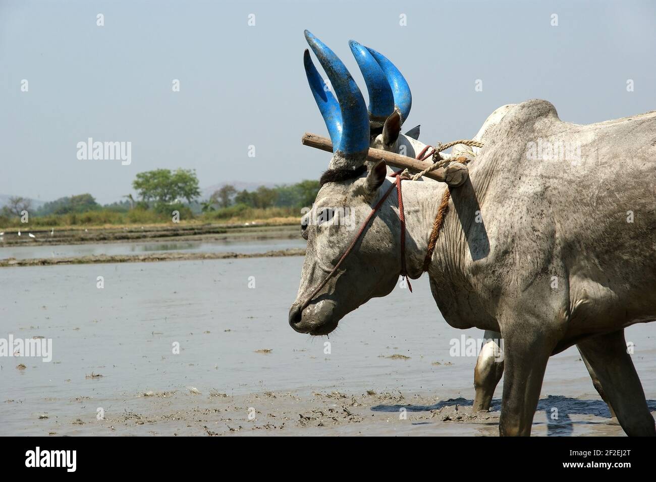 buffaloes in the rice fields, Kerala, South India Stock Photo - Alamy