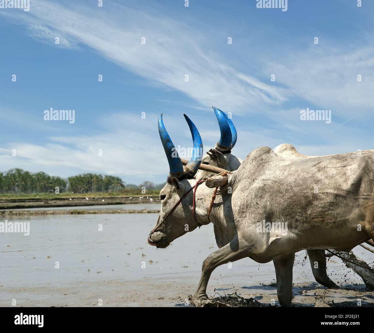 buffaloes in the rice fields, Kerala, South India Stock Photo - Alamy