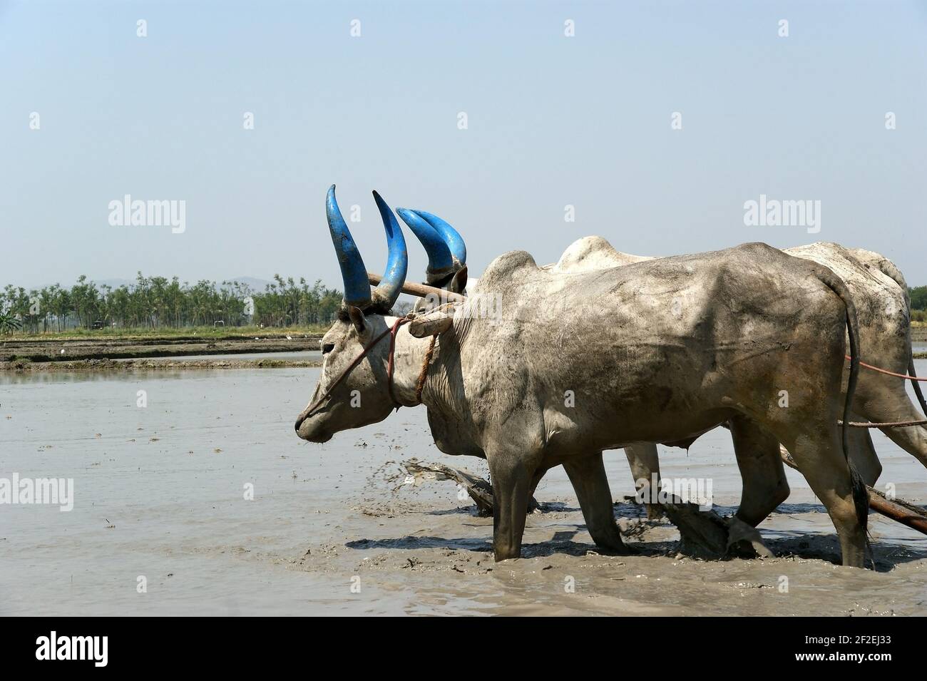 buffaloes in the rice fields, Kerala, South IndiaValues> Stock Photo ...