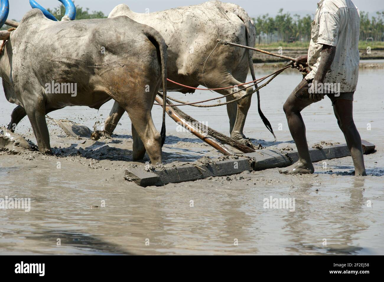 buffaloes in the rice fields, Kerala, South IndiaValues> Stock Photo ...