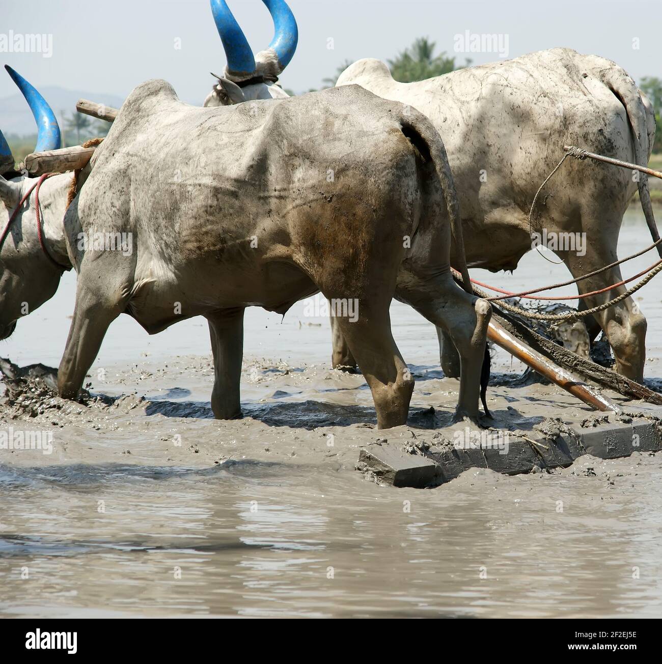 buffaloes in the rice fields, Kerala, South India Stock Photo - Alamy