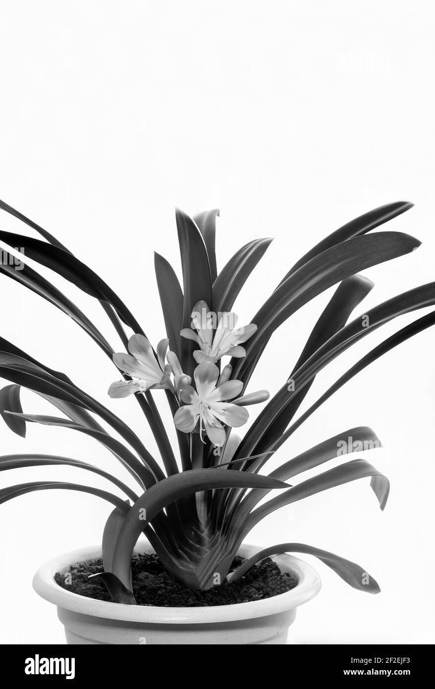 Green leaves potted Black and White Stock Photos & Images - Alamy