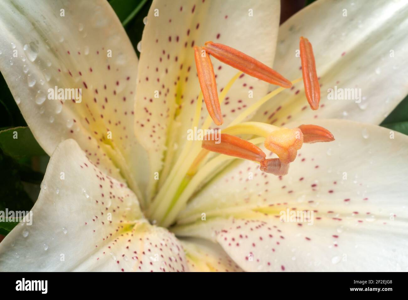 A close-up view shows the central part of a white lily flower with ...