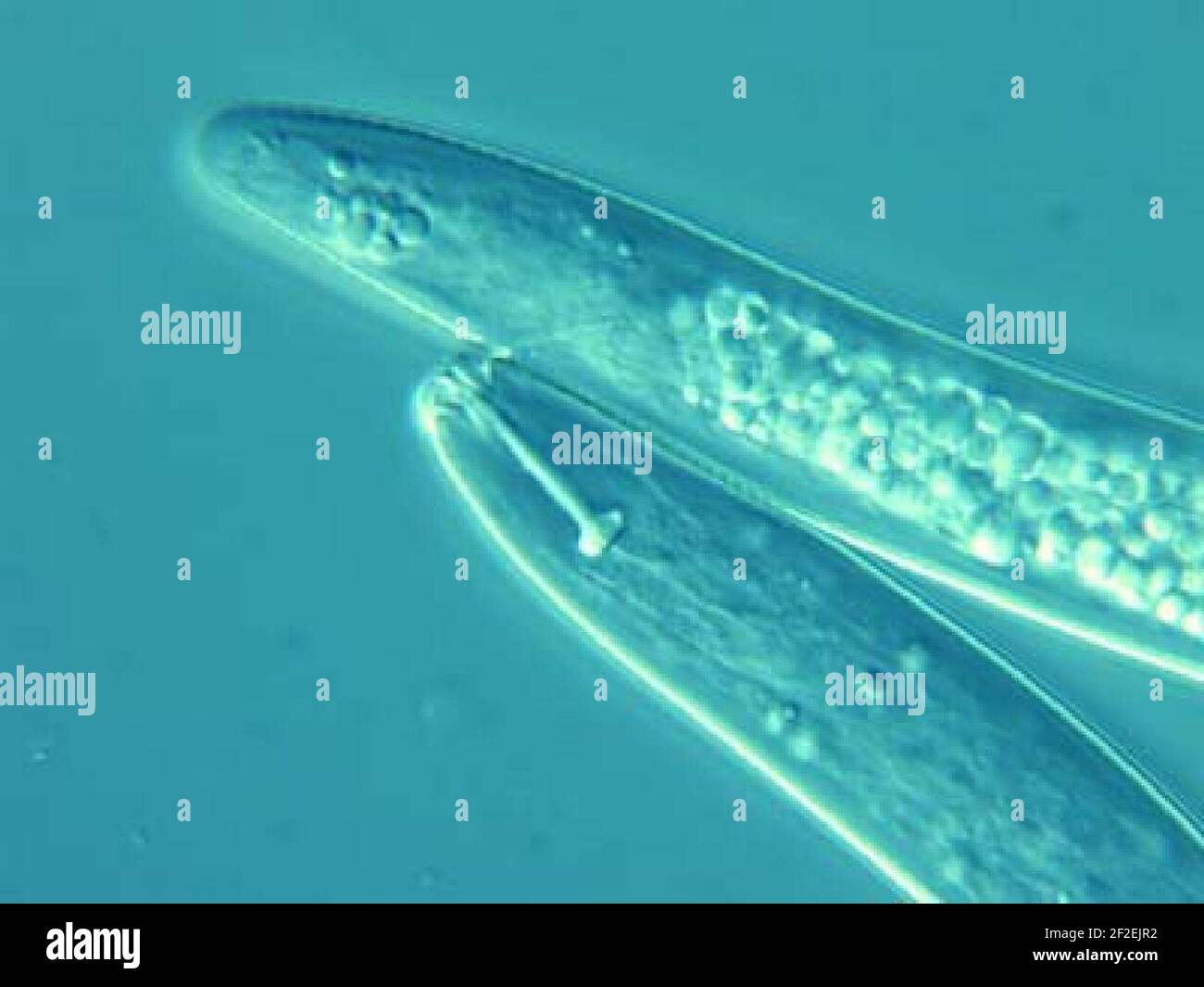 Pratylenchus hi-res stock photography and images - Alamy