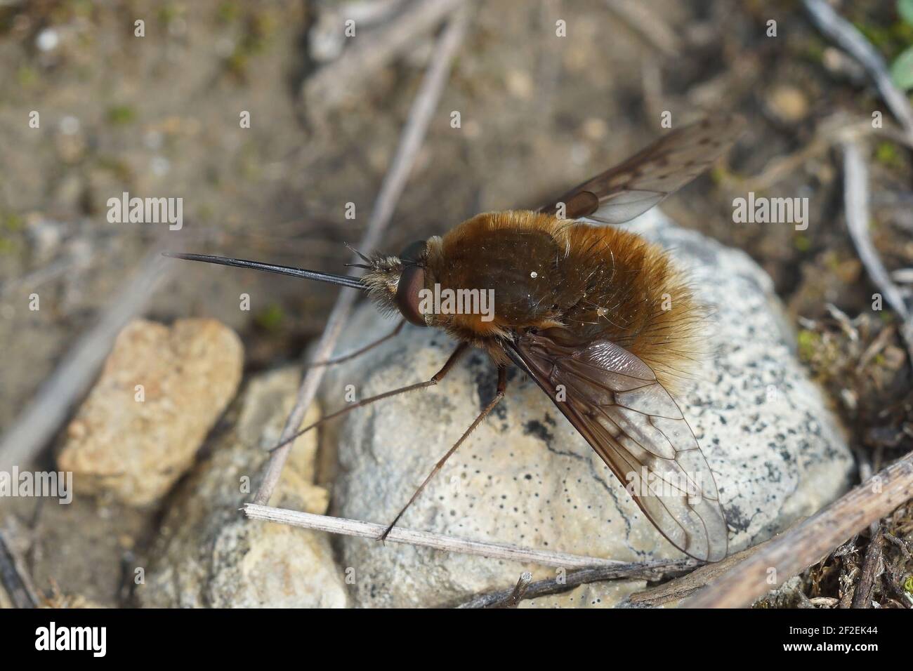 A high angle shot of a fluffy, cute dotted bee-fly, Bombylius discolor ...