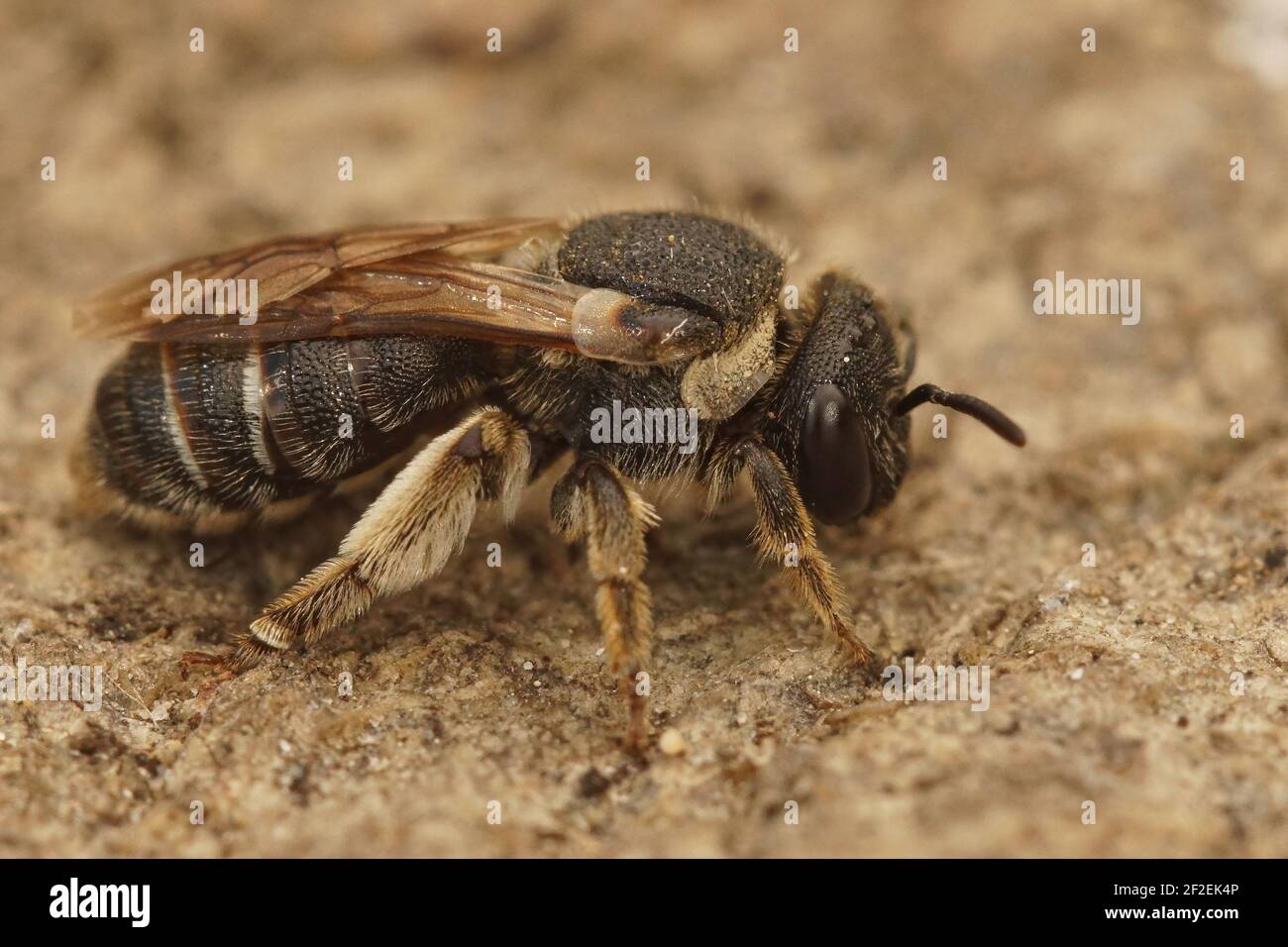 Psedapis hi-res stock photography and images - Alamy