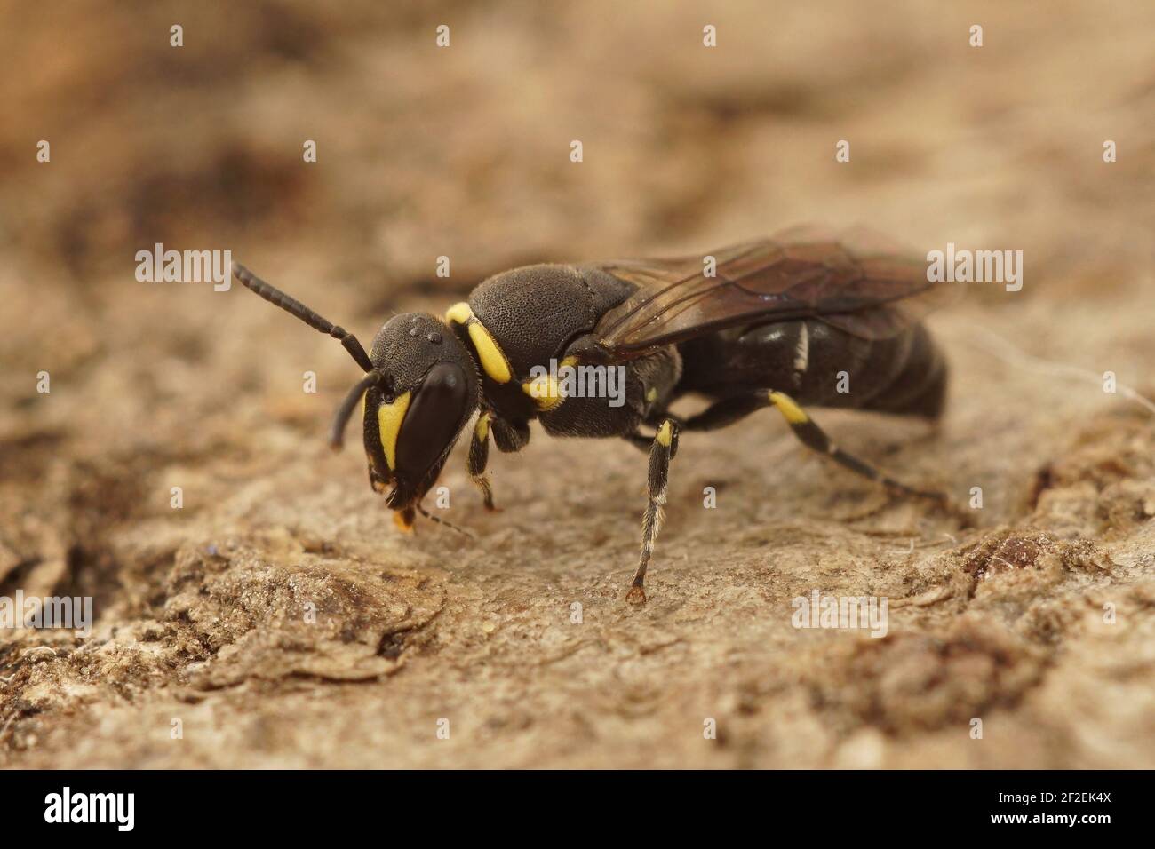 A detailed closeup of a black and yellow wasp hornet bee on the ground ...