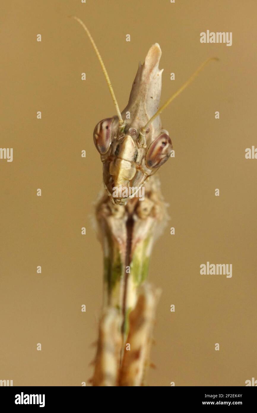 A frontal shot of the alien-looking head of a French conehead praying ...