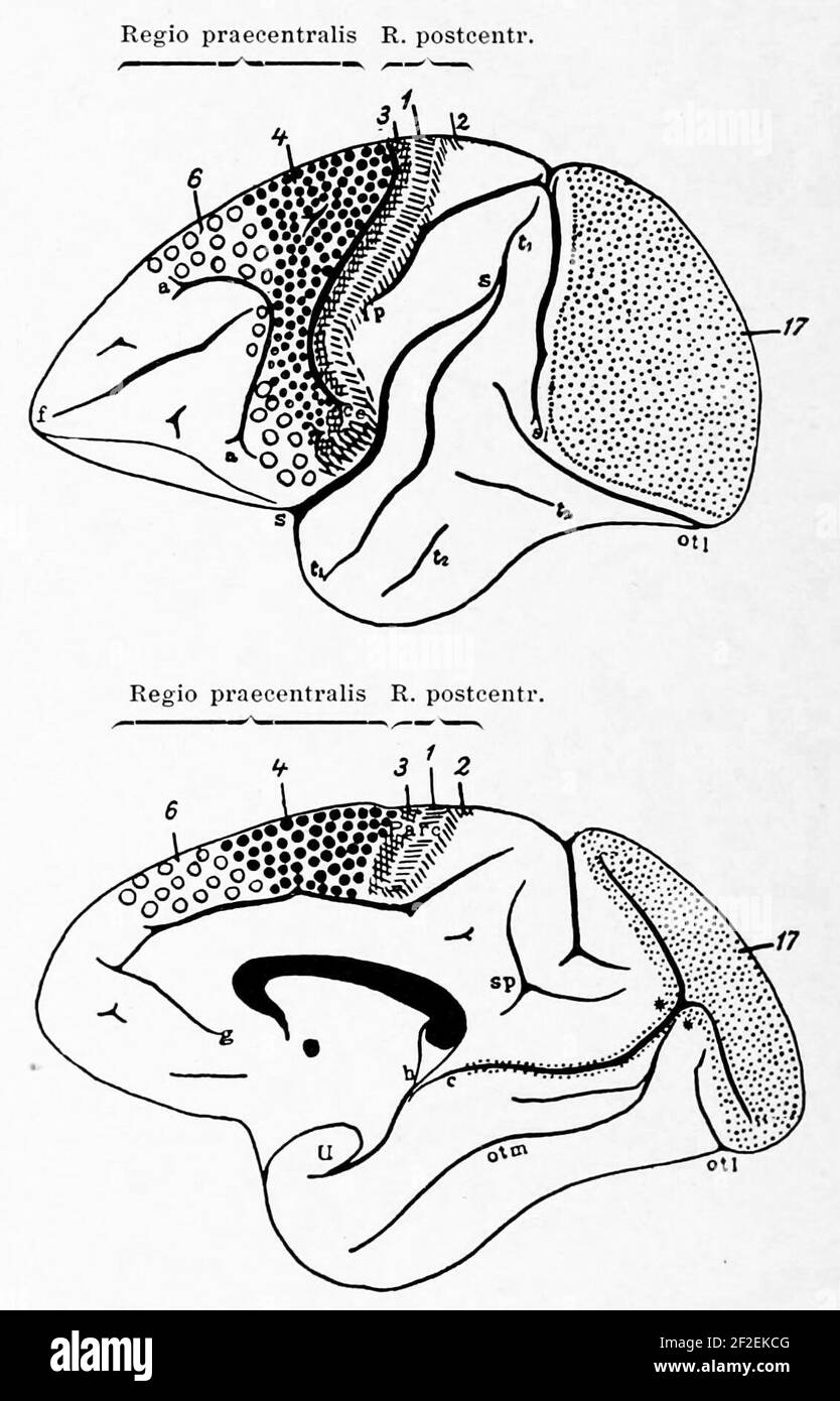Precentral and postcentral gyri in Cercopithecus monkey (K. Brodmann ...