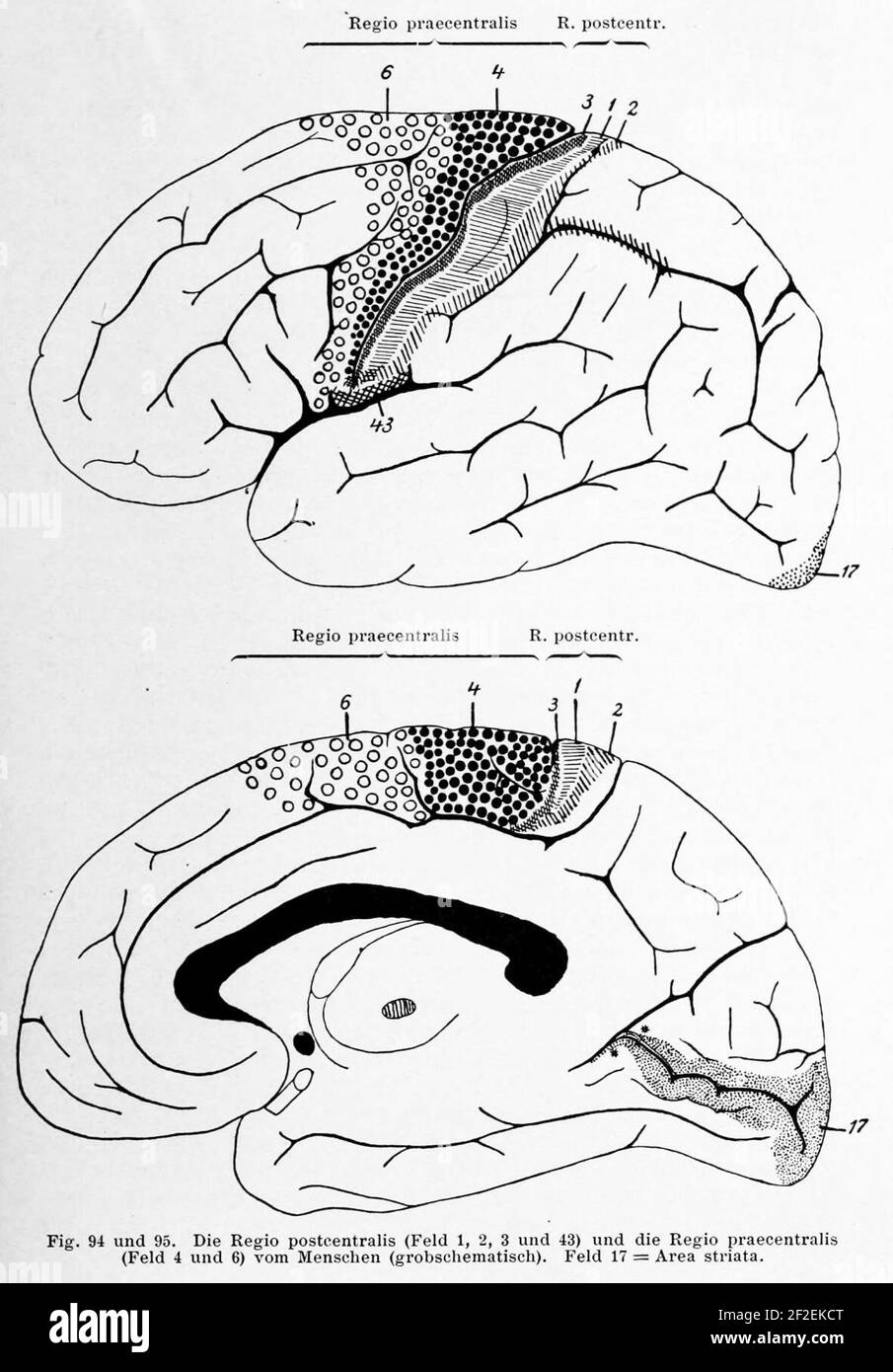 Precentral Black and White Stock Photos & Images - Alamy