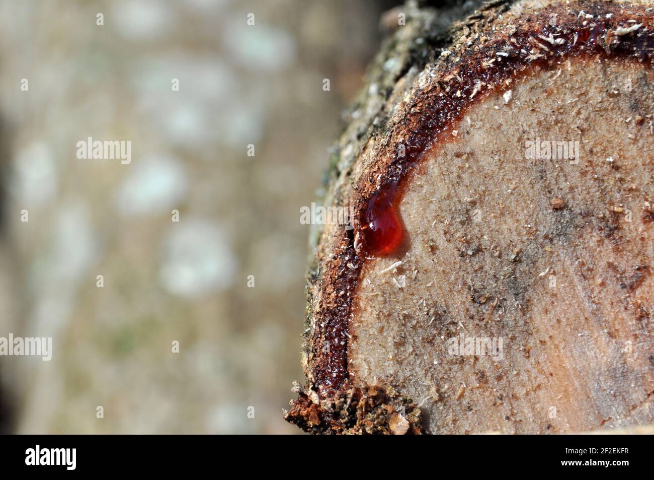 Closeup red tree sap nature outdoor Stock Photo - Alamy