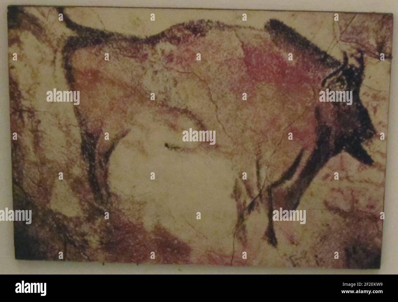 Prehistoric cave drawing of Bison Stock Photo - Alamy