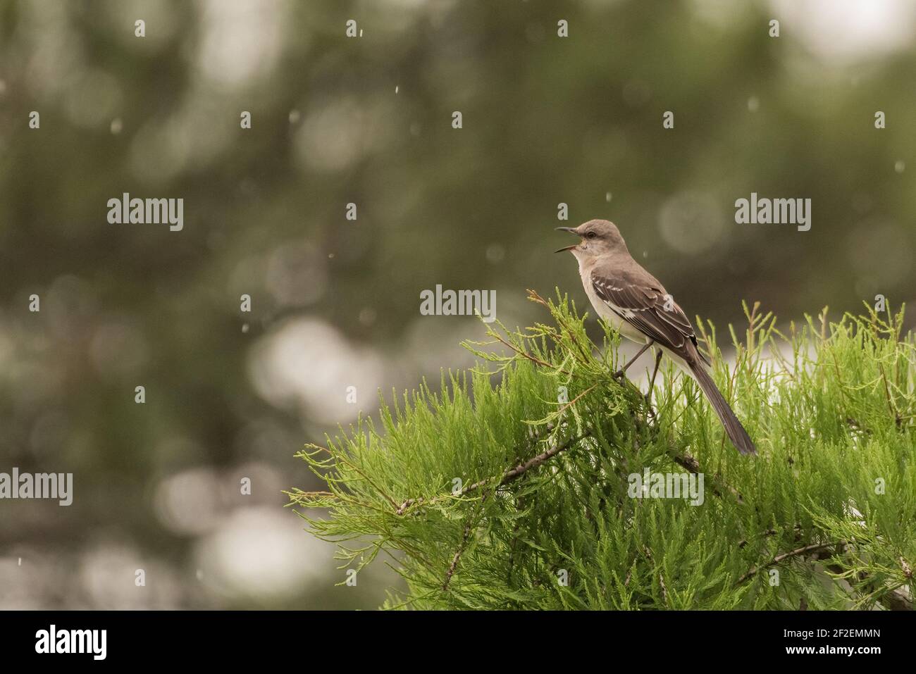 A northern mockingbird (Mimus polyglottos) perches in a tree and sings ...