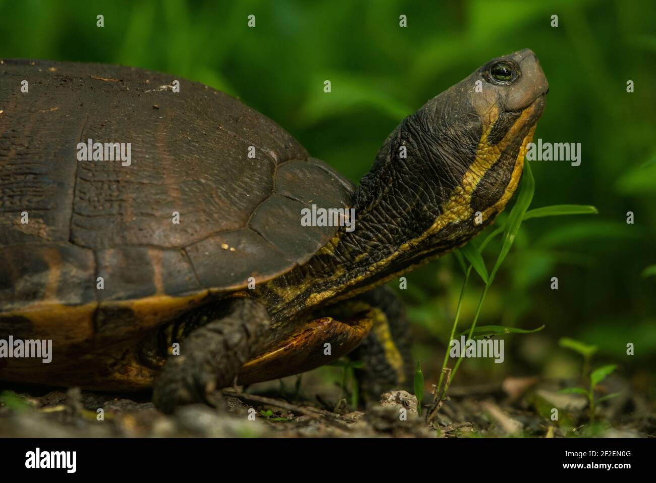 A close up of a female yellow bellied slider turtle (Trachemys scripta ...
