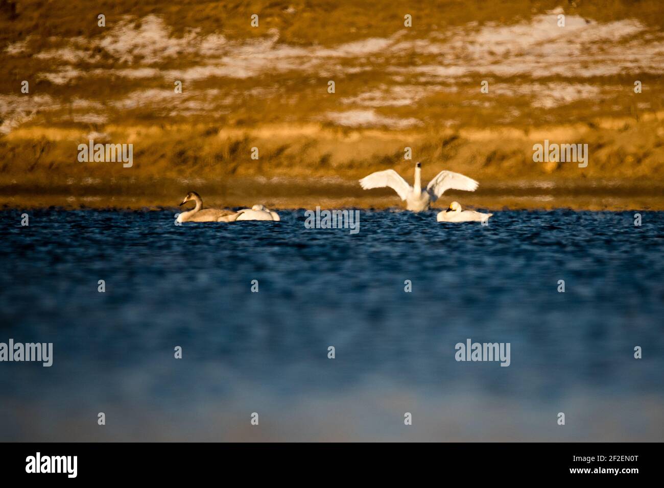 Winter Kayaking on Issyk Kol Lake in Kyrgyzstan Stock Photo - Alamy