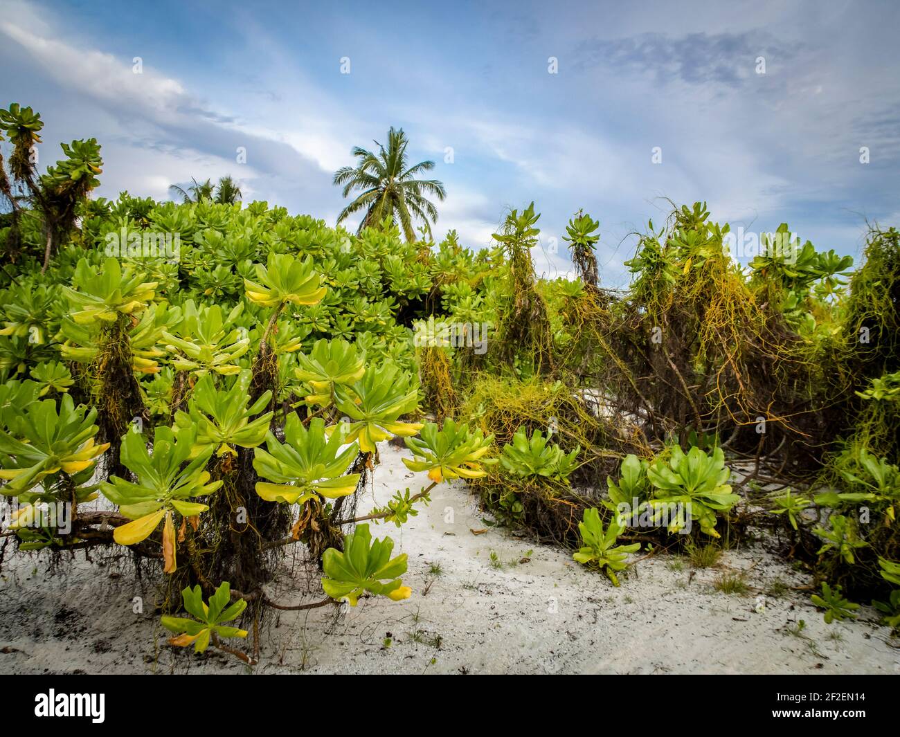 White sand forest hi-res stock photography and images - Alamy