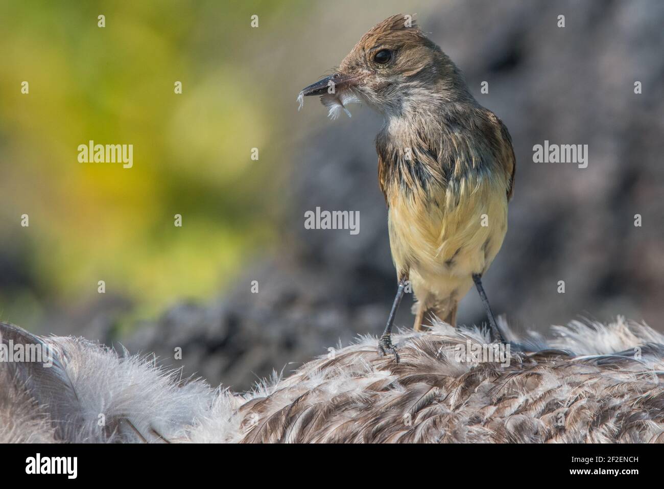 A galapagos flycatcher (Myiarchus magnirostris) sitting on top of a ...