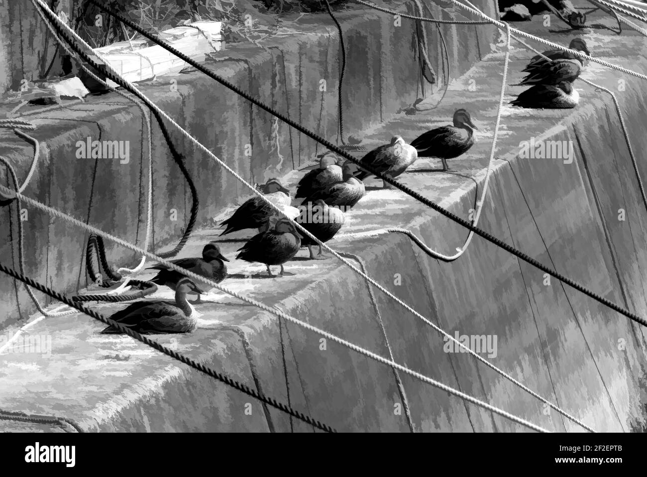 A row of 12 ducks sit and stand on the ledge of a concrete slab, in the ...