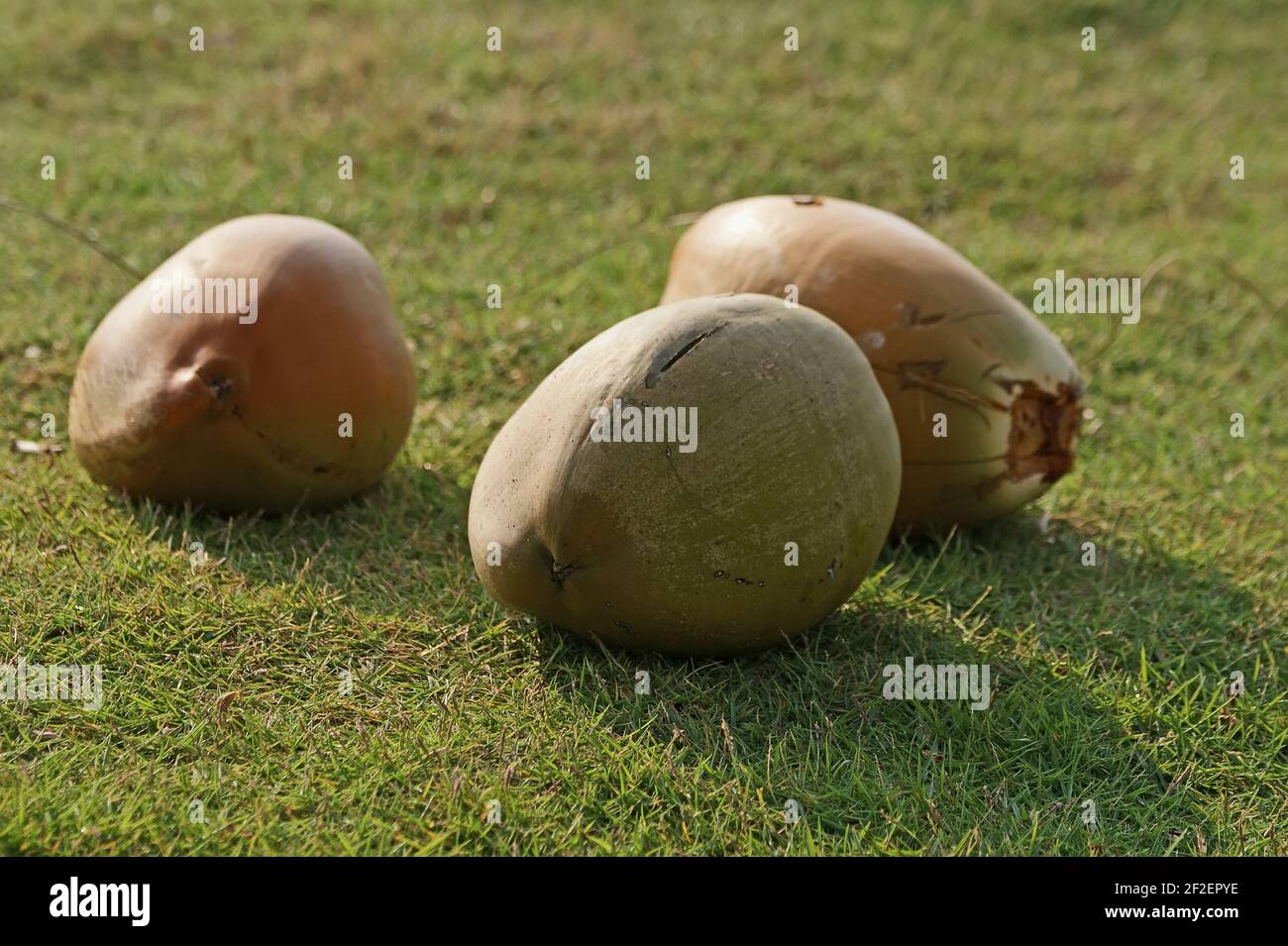 Large coconuts on the grass Stock Photo - Alamy