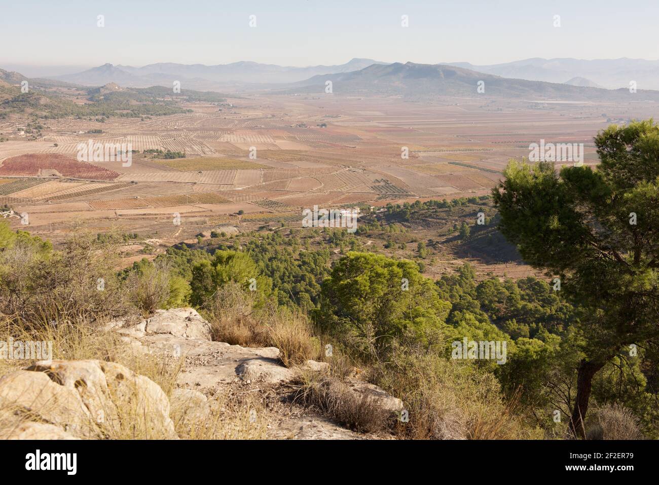 Trees in the countryside Stock Photo - Alamy