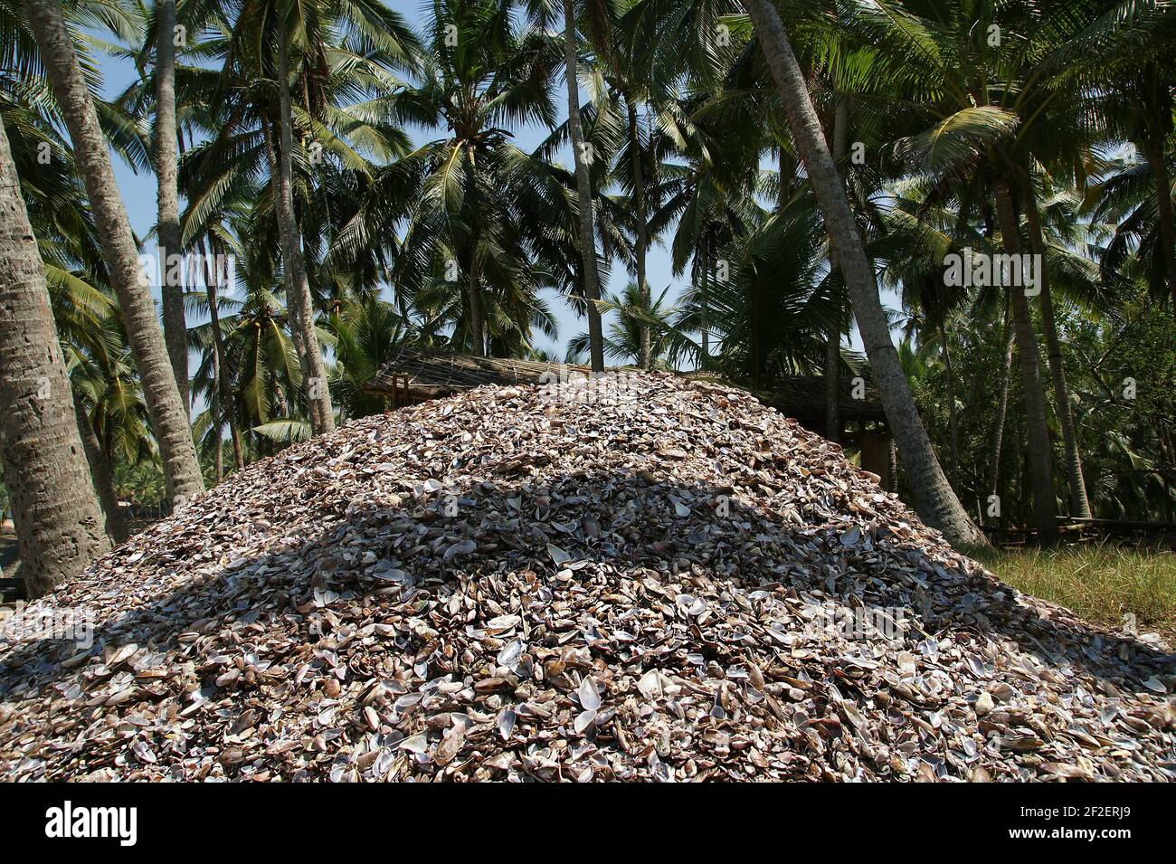 large pile of seashells on the ocean coast Stock Photo - Alamy