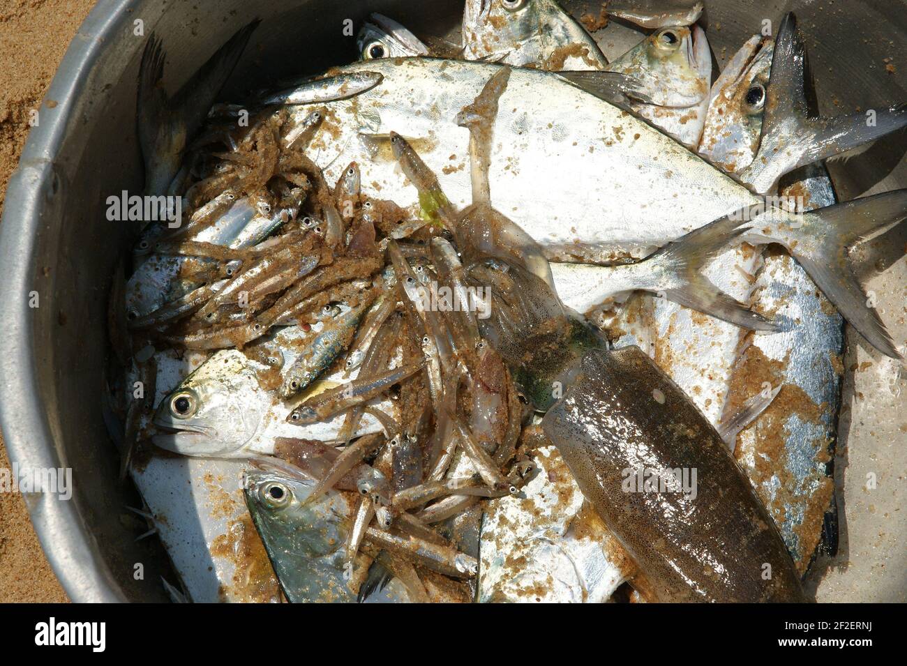 bunch of freshly caught fish in a basket Stock Photo - Alamy