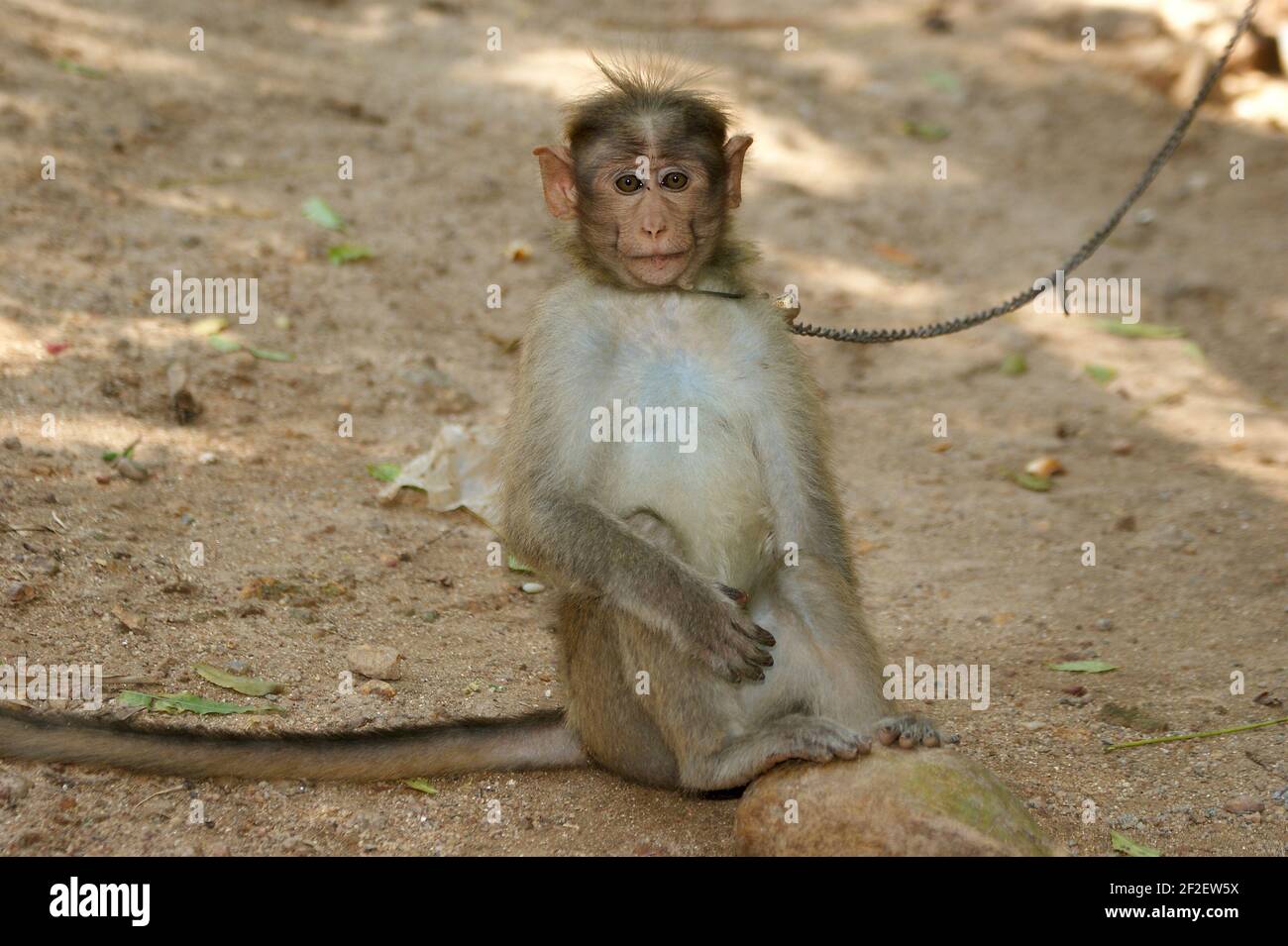 monkey (macaque) in a natural environment, South India, Kerala Stock ...