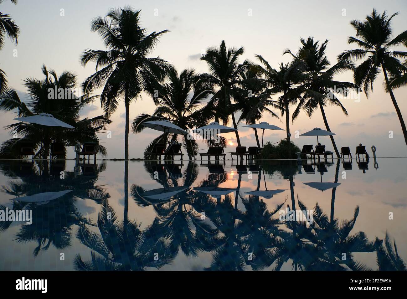 coconut palm trees reflecting in the water pool near the ocean Stock ...