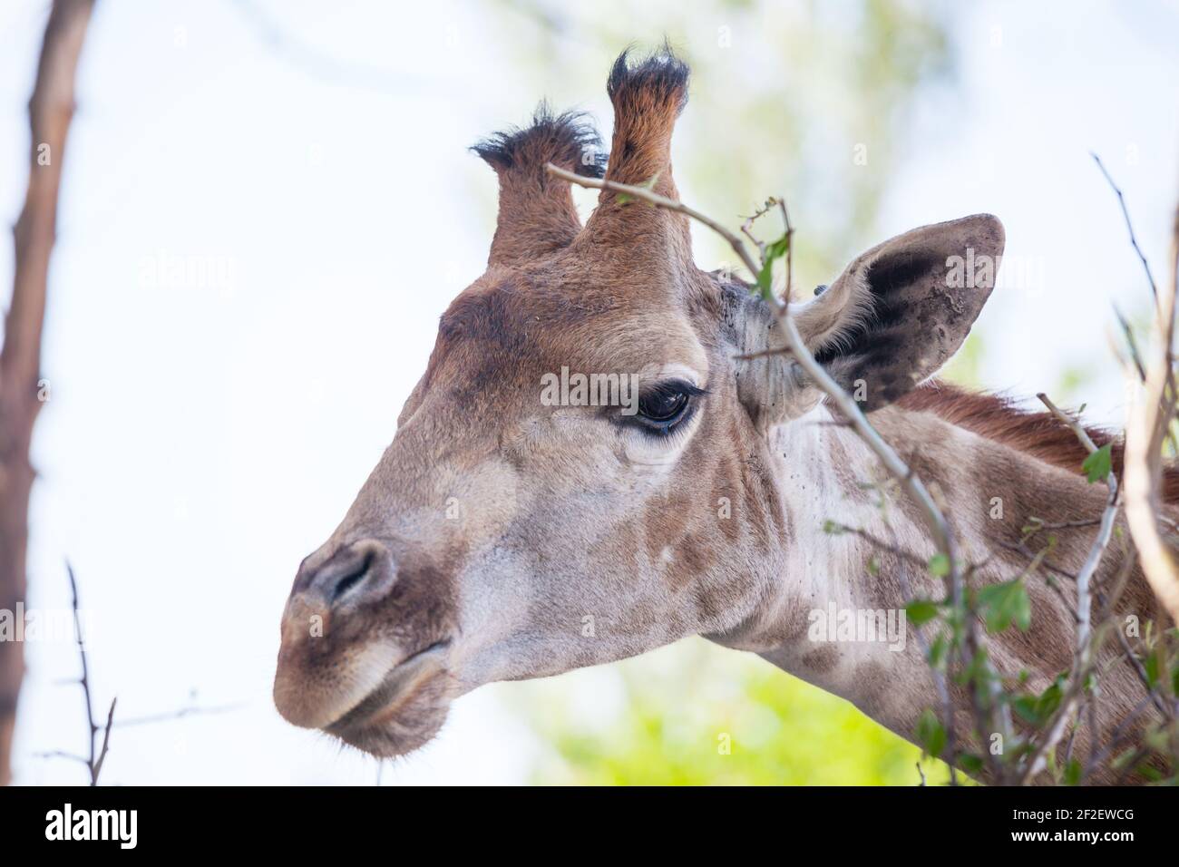 Wild giraffe in the african bush, Namibia Stock Photo - Alamy