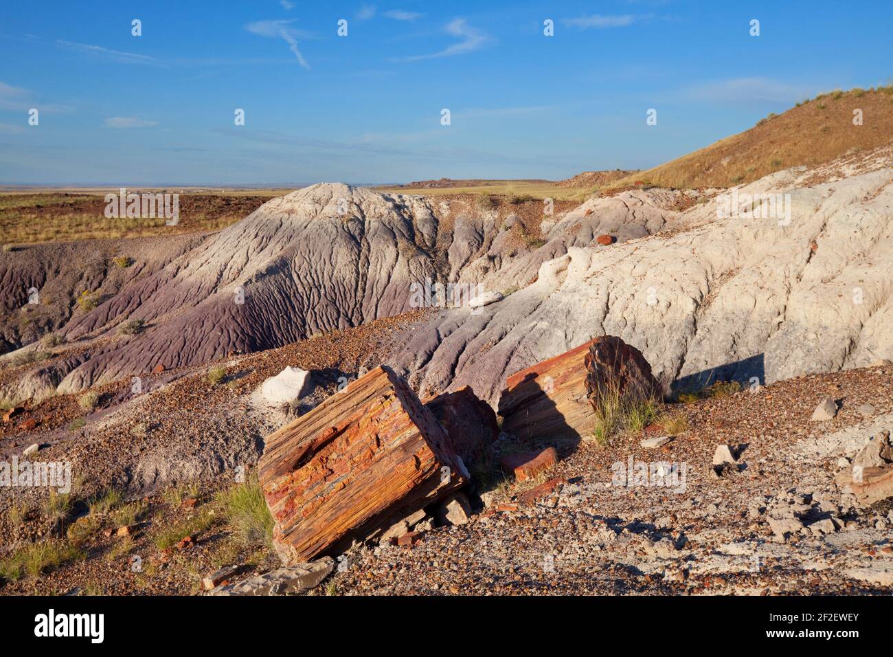 Petrified forest national park plants hi-res stock photography and ...