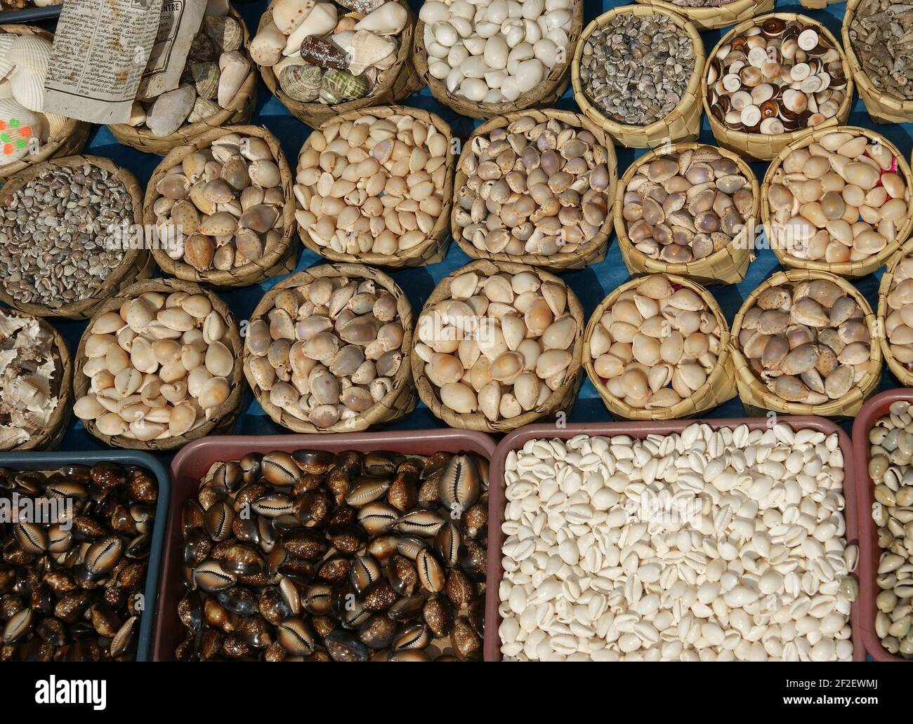 Kerala sea shells hi-res stock photography and images - Alamy