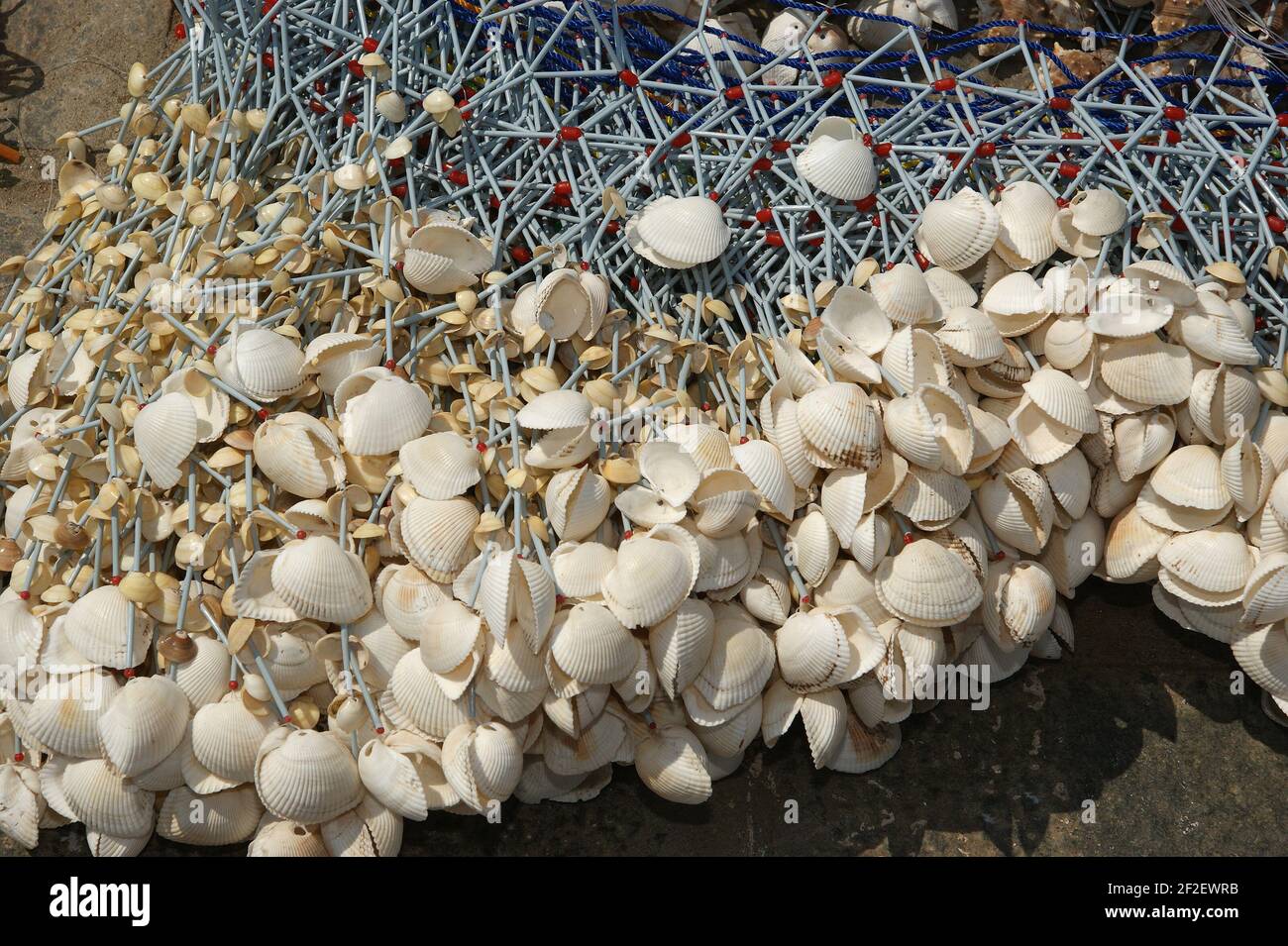 Kerala sea shells hi-res stock photography and images - Alamy