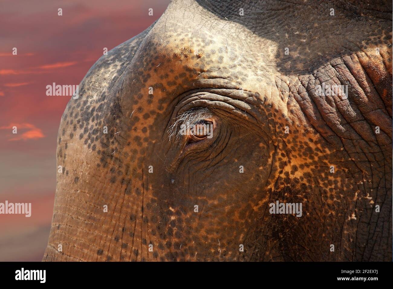 Face of Asian Elephant, or Indian Stock Photo - Alamy