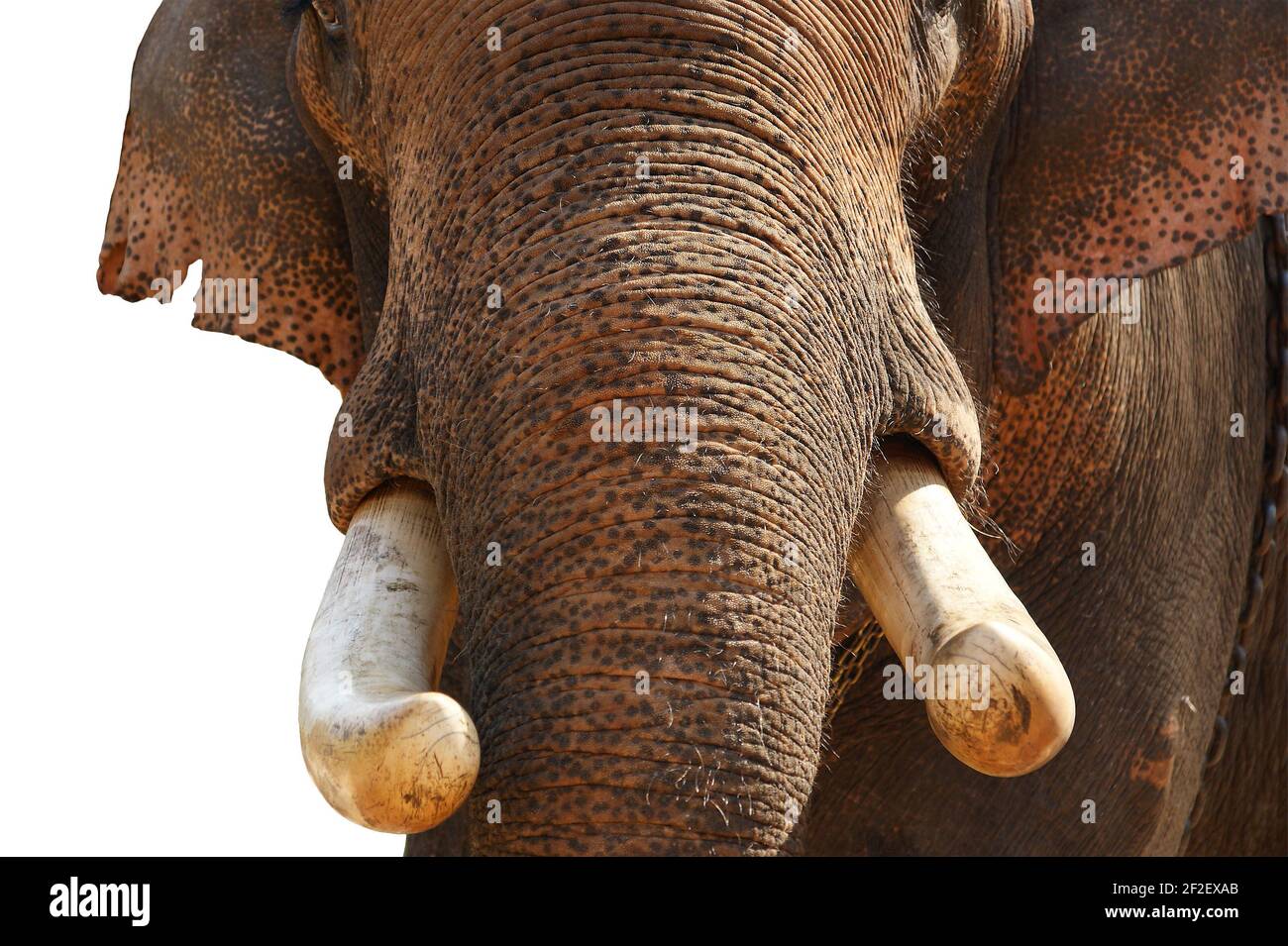 Face of Asian Elephant, or Indian Stock Photo - Alamy