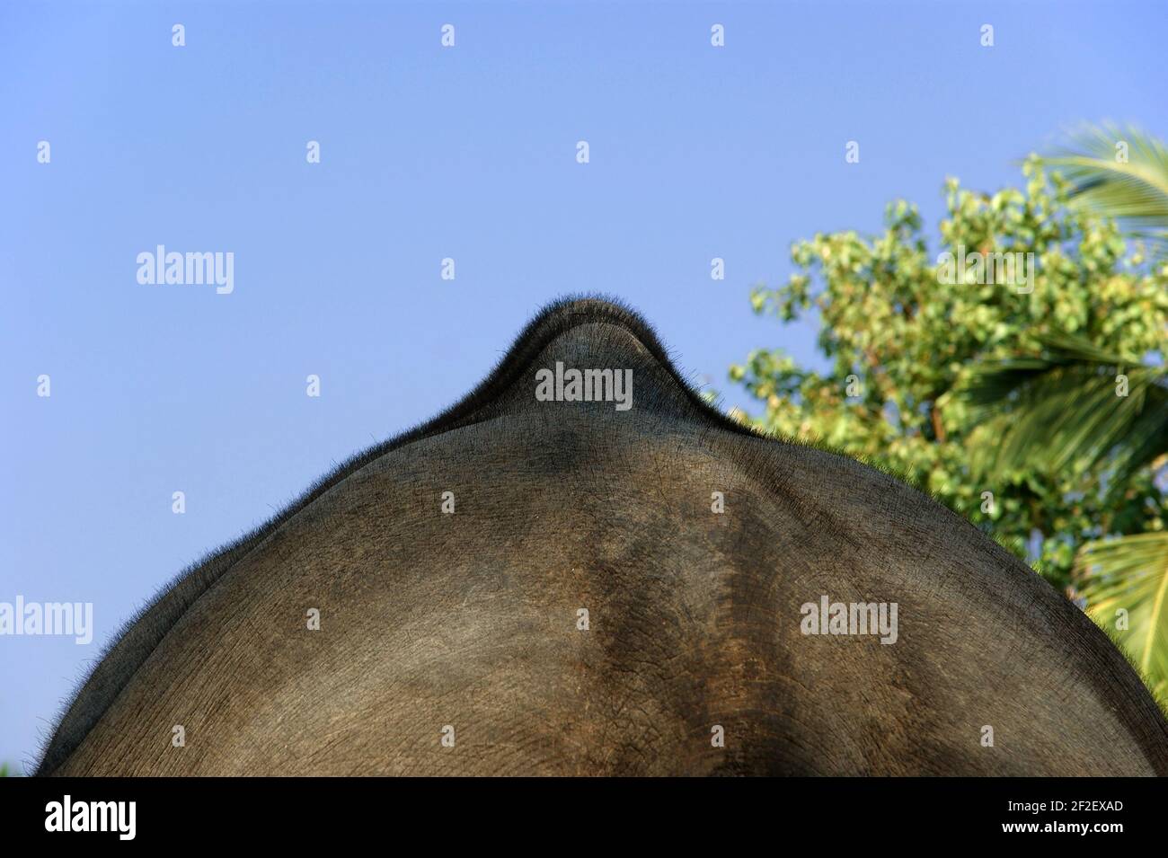 The back of the Elephant Asian, or Indian, Kerala, South India Stock ...