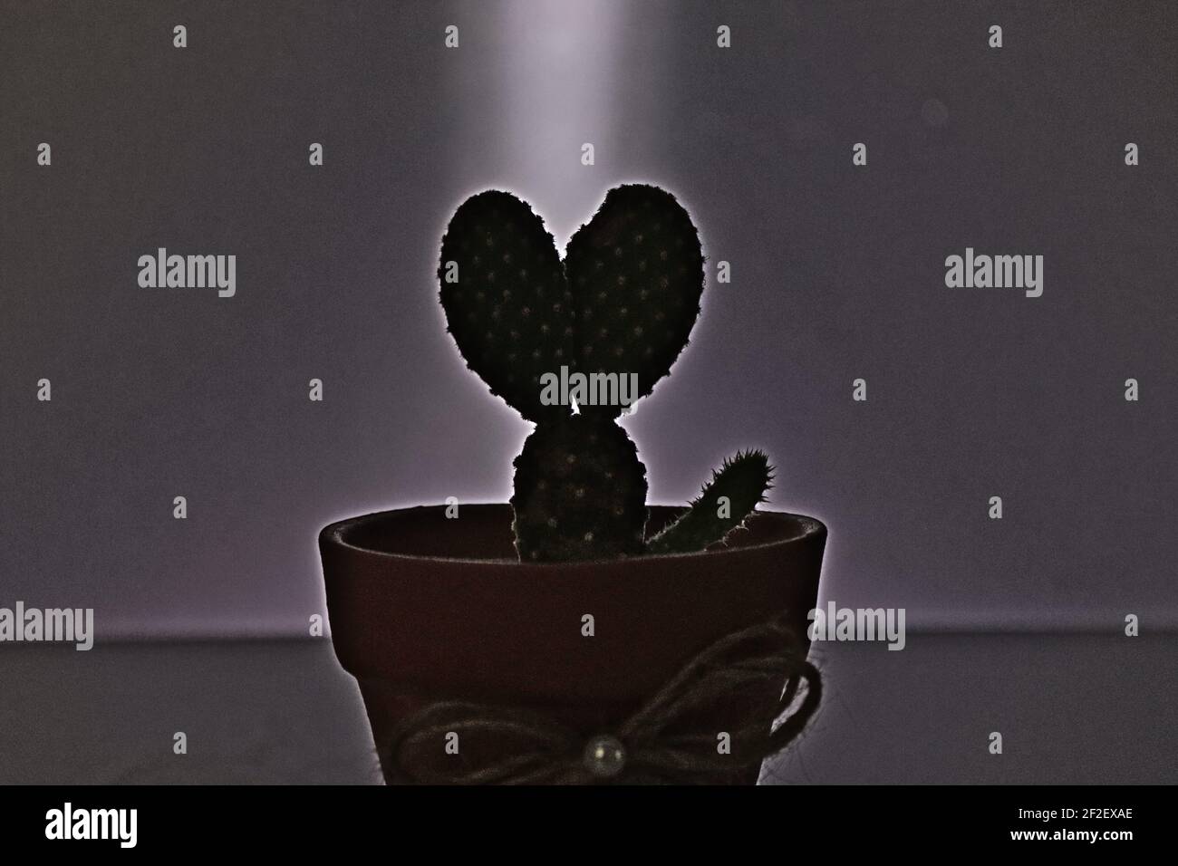 This small cactus tree with three leaves standing in the night under ...