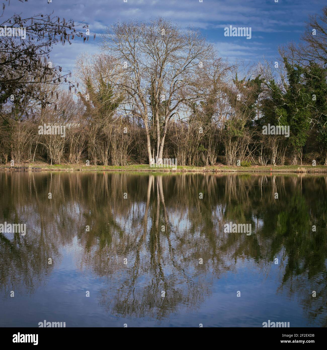 Landscape with trees, reflecting in the water Stock Photo - Alamy