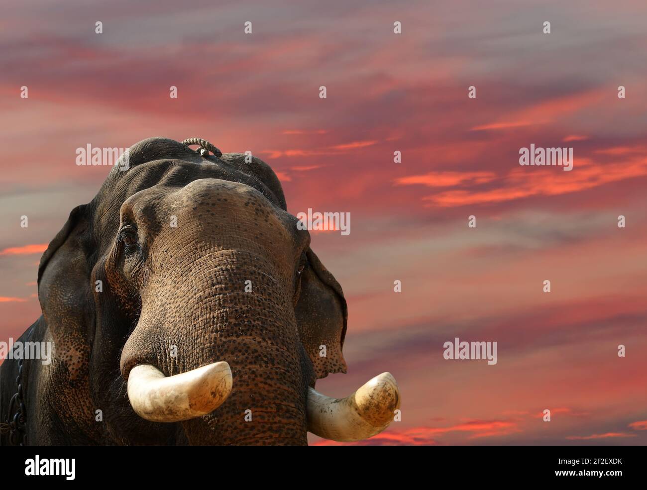 Face of Asian Elephant, or Indian, Kerala, South India Stock Photo - Alamy
