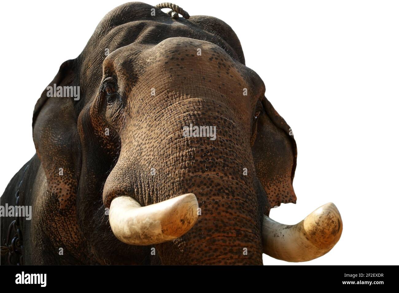 Face of Asian Elephant, or Indian, Kerala, South India Stock Photo - Alamy